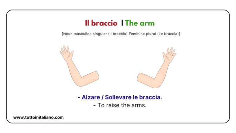 Easy Italian Vocab List - The human body (Part 1) | tuttoinitaliano