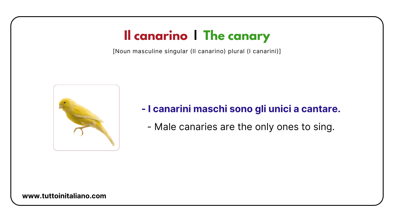 30+ Easy names of birds in Italian language with examples and audio for ...