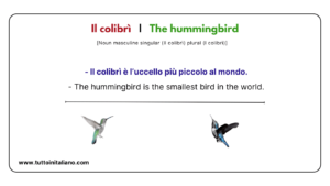 30+ Easy names of birds in Italian language with examples and audio for ...
