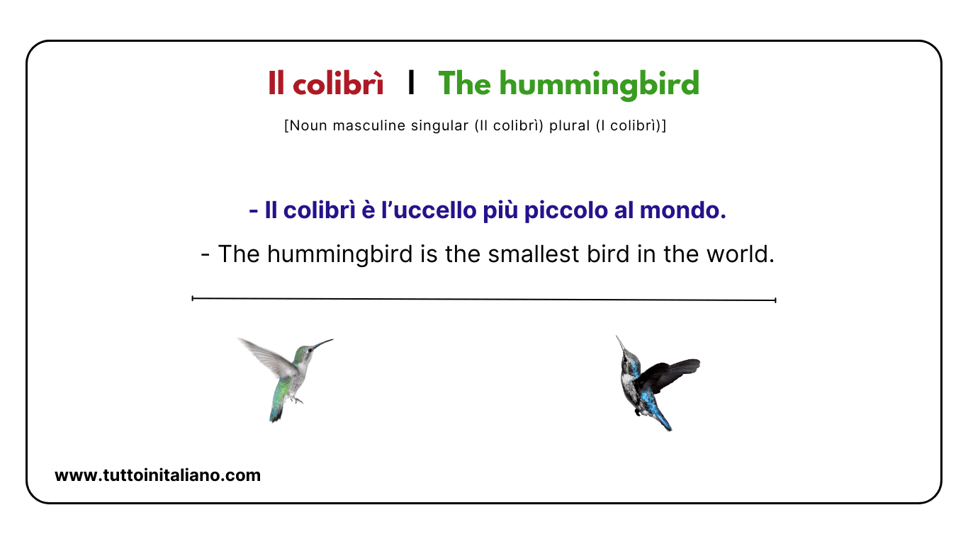 30+ Easy names of birds in Italian language with examples and audio for ...