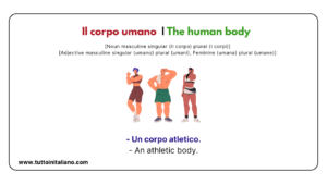Easy Italian Vocab List - The human body (Part 1) | tuttoinitaliano