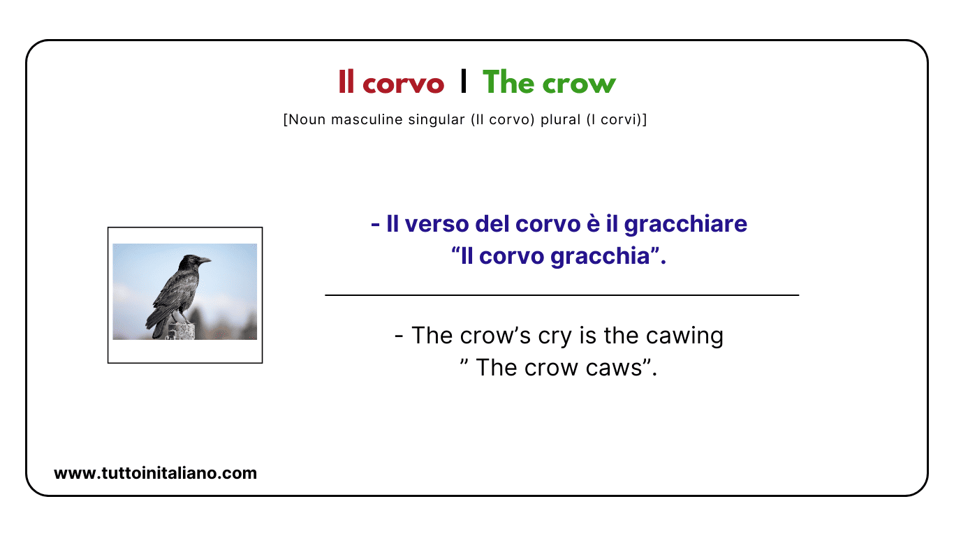30+ Easy names of birds in Italian language with examples and audio for ...
