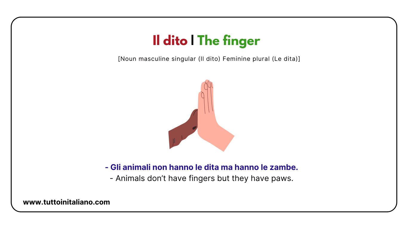 Easy Italian Vocab List - The human body (Part 1) | tuttoinitaliano