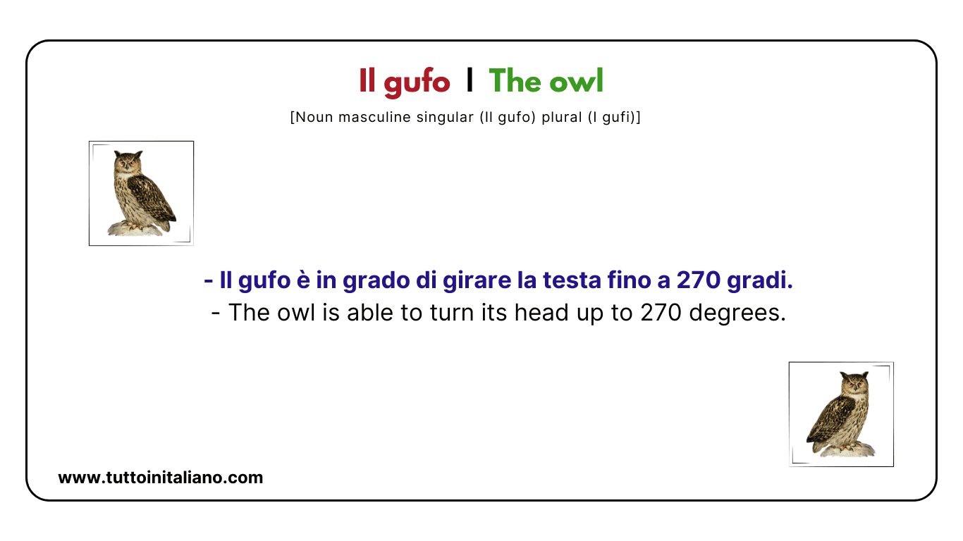 30+ Easy names of birds in Italian language with examples and audio for ...