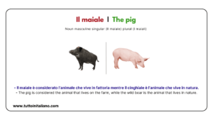 30+ Italian vocab words: Animal names with easy [Examples and Exercises ...