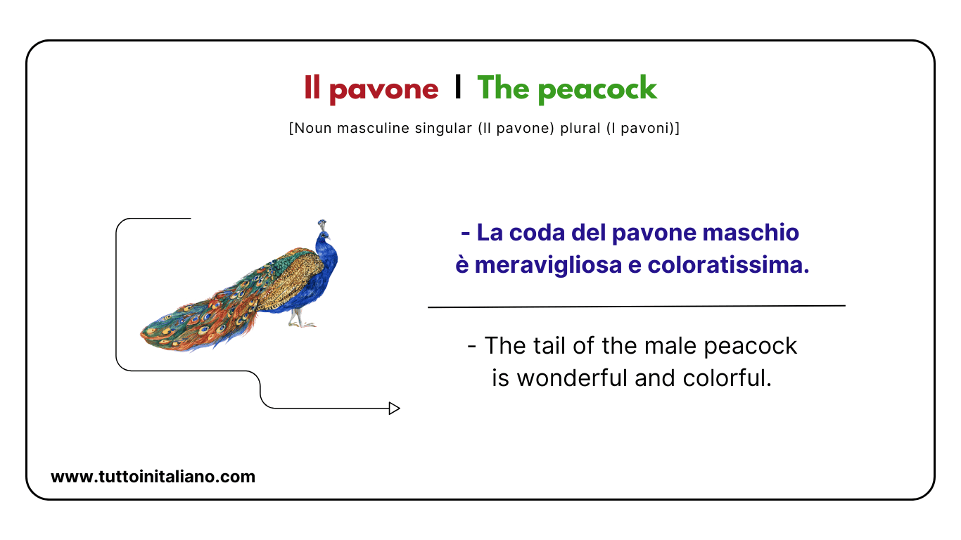 30+ Easy names of birds in Italian language with examples and audio for ...