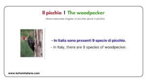 30+ Easy names of birds in Italian language with examples and audio for ...