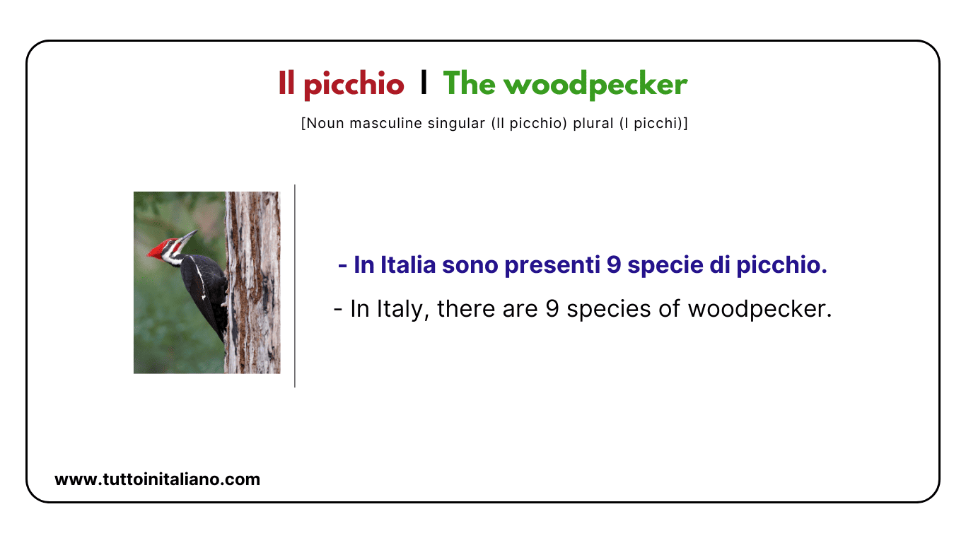 30+ Easy names of birds in Italian language with examples and audio for ...