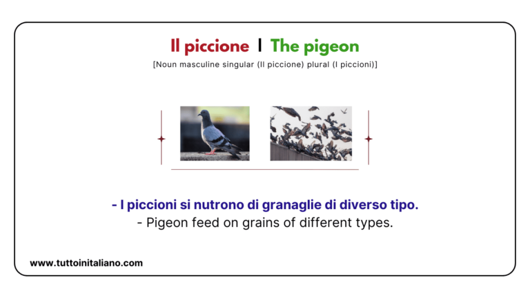 30+ Easy names of birds in Italian language with examples and audio for ...