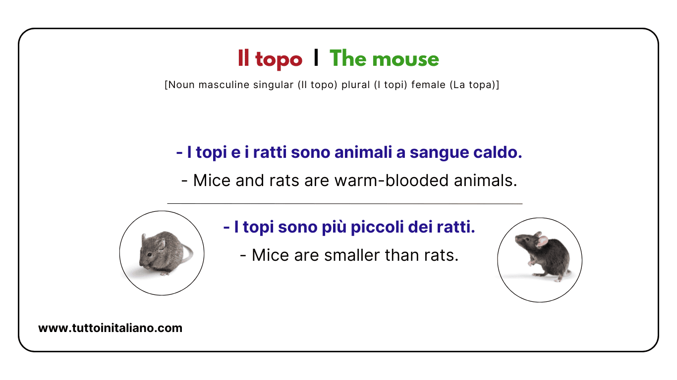 30+ Italian vocab words: Animal names with easy [Examples and Exercises ...