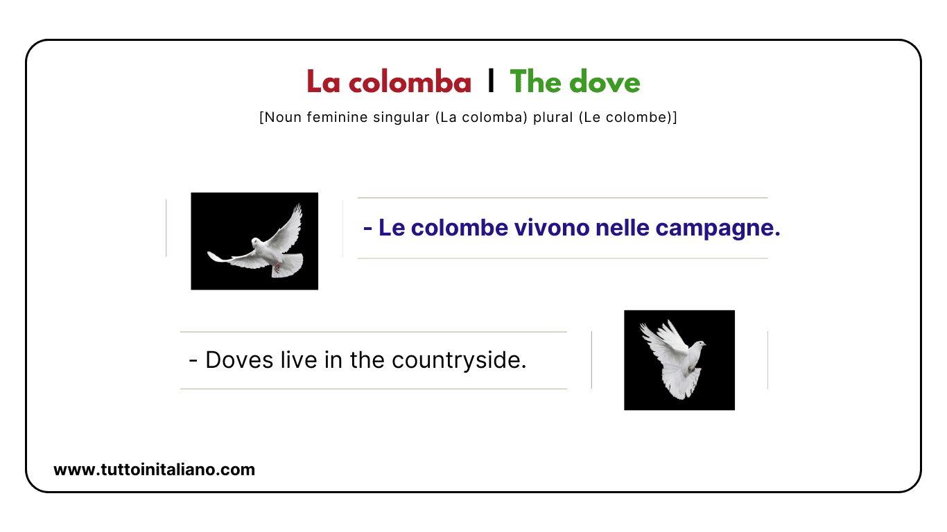 30+ Easy names of birds in Italian language with examples and audio for ...