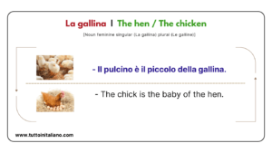 30+ Easy names of birds in Italian language with examples and audio for ...