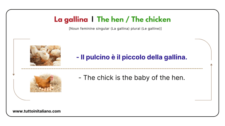 30+ Easy names of birds in Italian language with examples and audio for ...