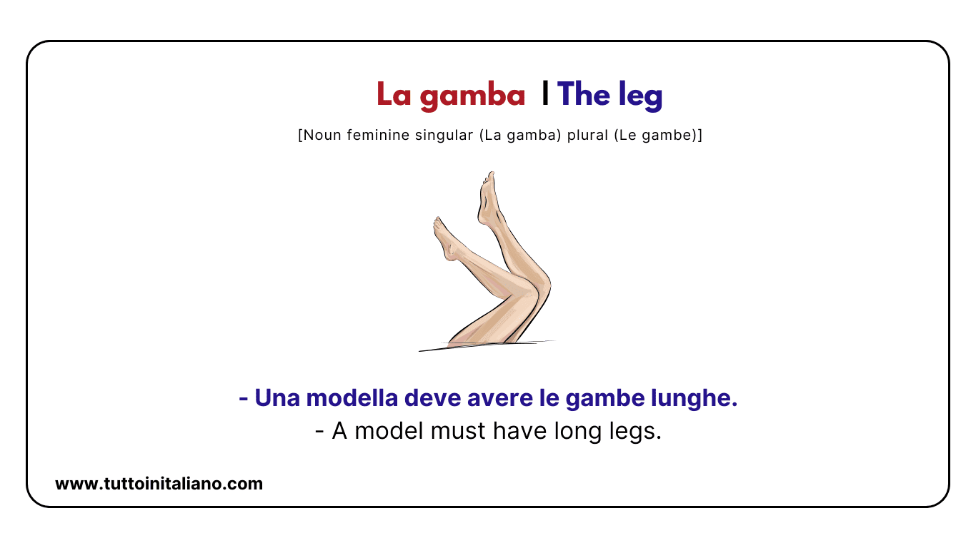 Easy Italian Vocab List - The human body (Part 1) | tuttoinitaliano