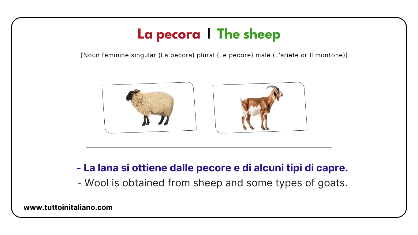 30+ Italian vocab words: Animal names with easy [Examples and Exercises ...