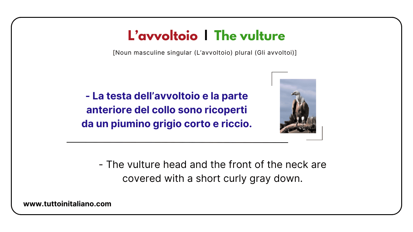 30+ Easy names of birds in Italian language with examples and audio for ...