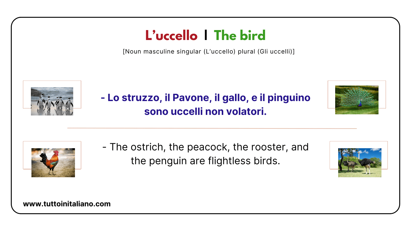 30+ Easy names of birds in Italian language with examples and audio for ...