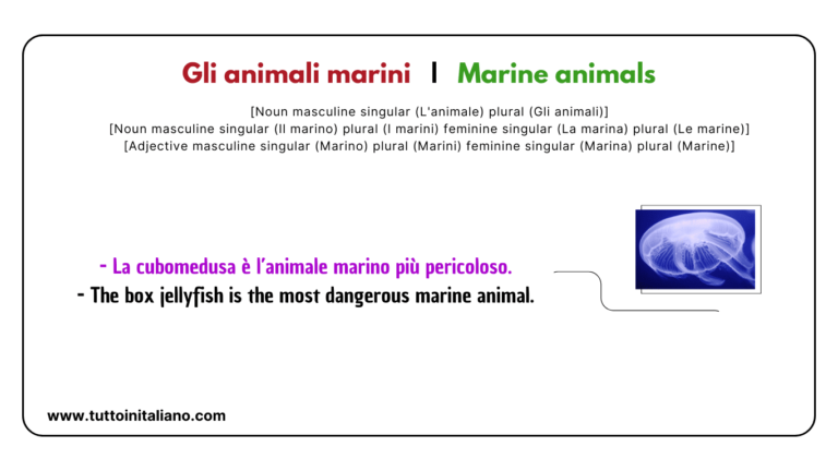 20+ Easy names of Sea Animals in Italian with examples. | tuttoinitaliano