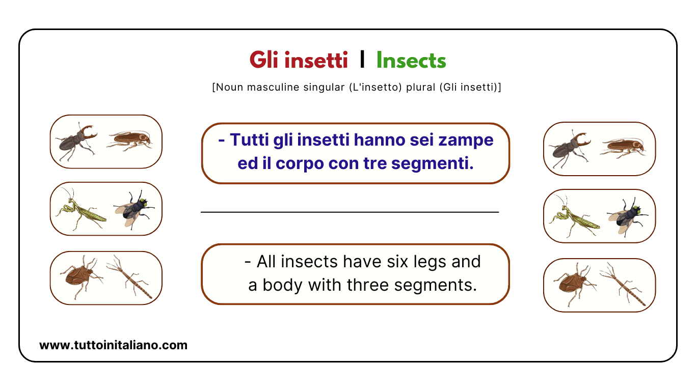 30+ Easy names of Insects in Italian With Examples and Audio ...