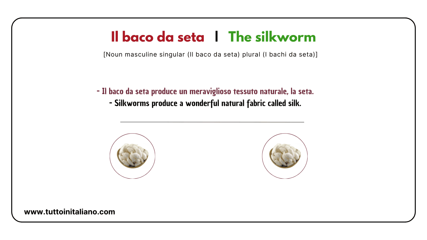30+ Easy names of Insects in Italian With Examples and Audio ...