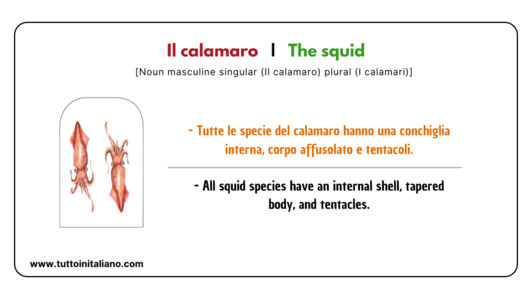 20+ Easy names of Sea Animals in Italian with examples. | tuttoinitaliano