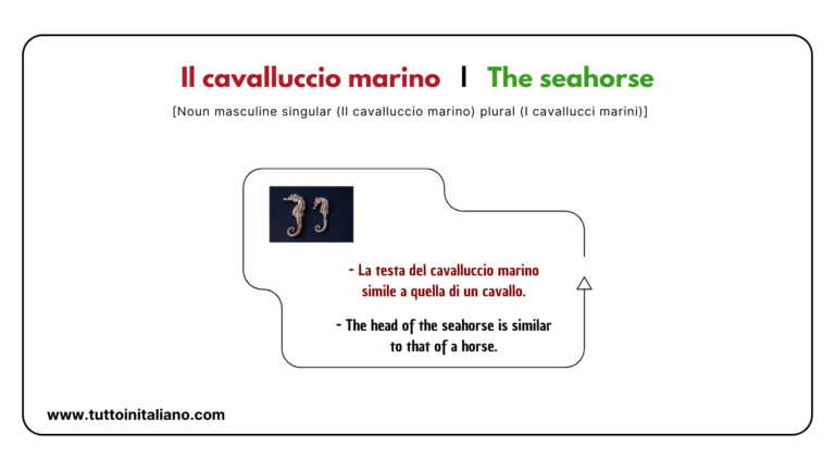 20+ Easy names of Sea Animals in Italian with examples. | tuttoinitaliano