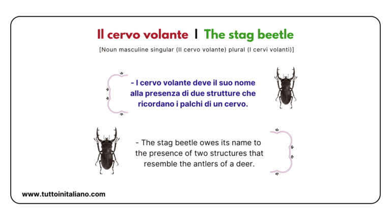 30+ Easy names of Insects in Italian With Examples and Audio ...
