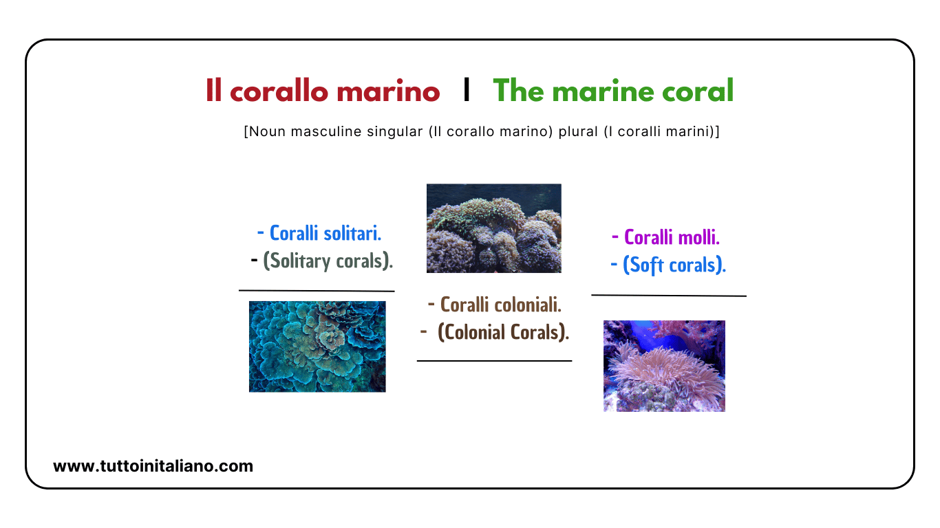 20+ Easy names of Sea Animals in Italian with examples. | tuttoinitaliano
