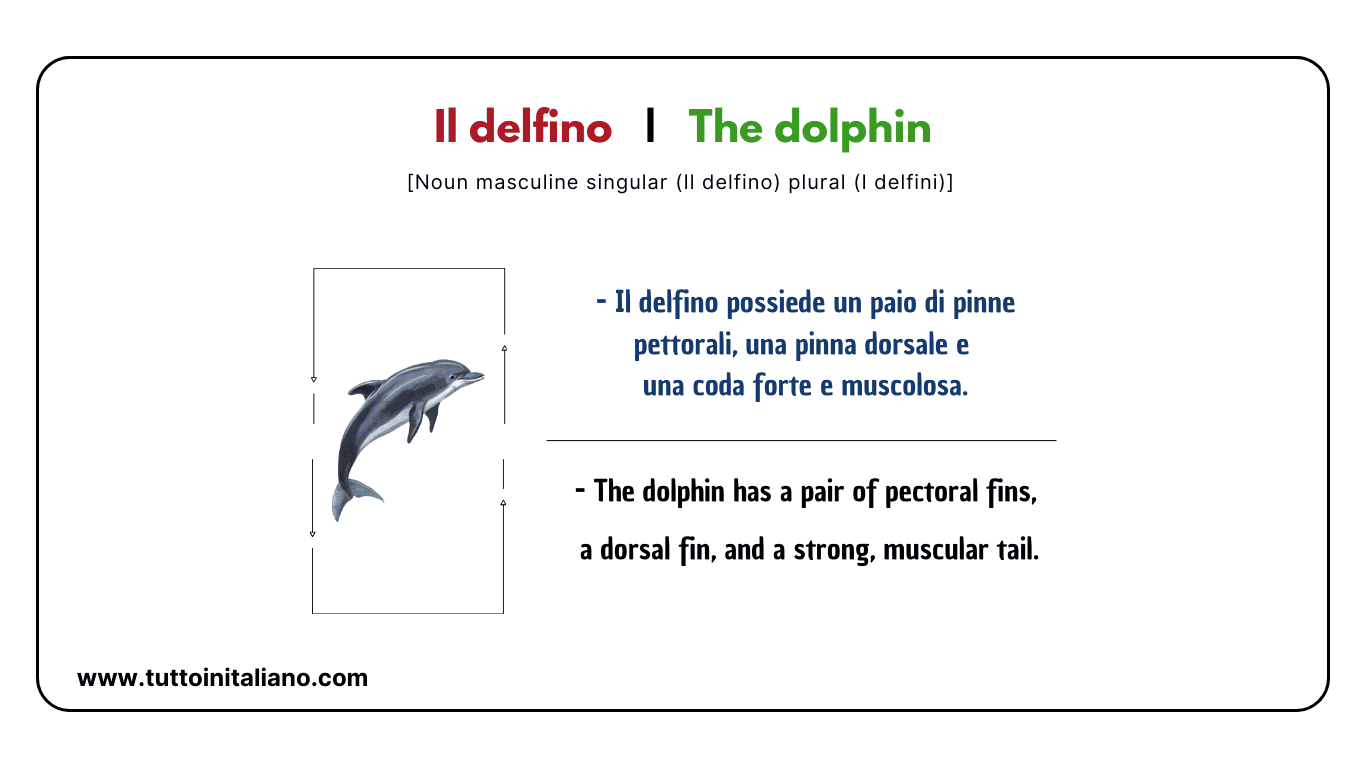 20+ Easy names of Sea Animals in Italian with examples. | tuttoinitaliano