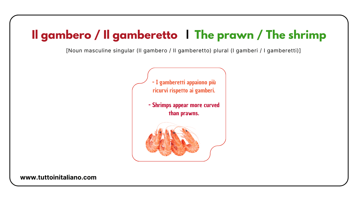20+ Easy names of Sea Animals in Italian with examples. | tuttoinitaliano