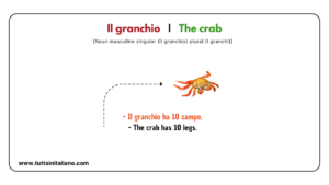 20+ Easy names of Sea Animals in Italian with examples. | tuttoinitaliano