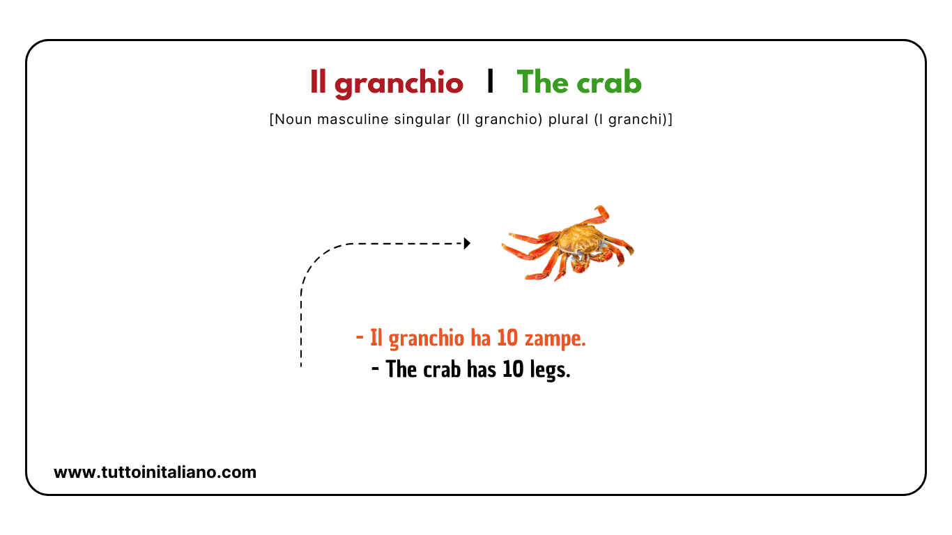 20+ Easy names of Sea Animals in Italian with examples. | tuttoinitaliano