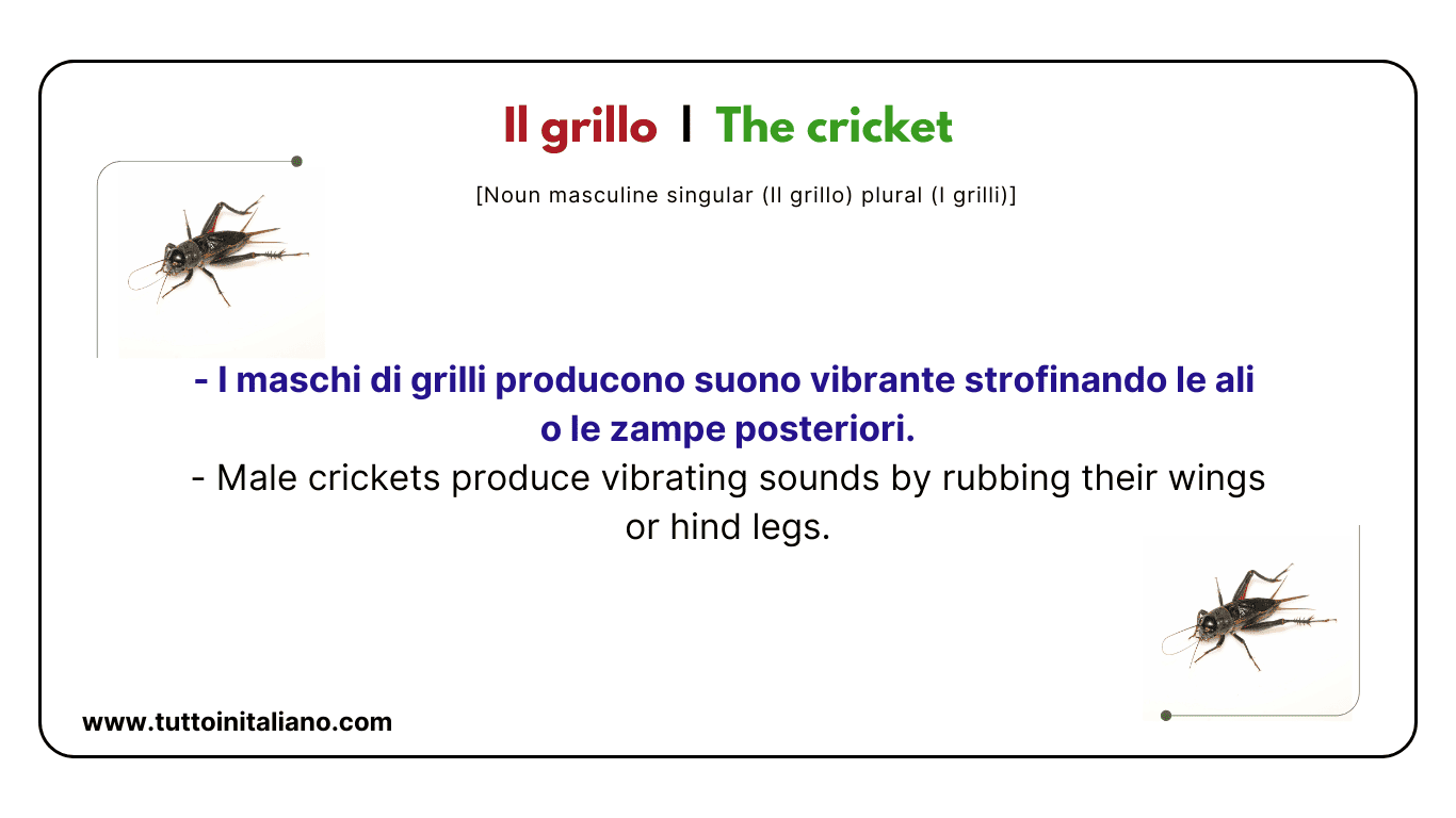 30+ Easy names of Insects in Italian With Examples and Audio ...