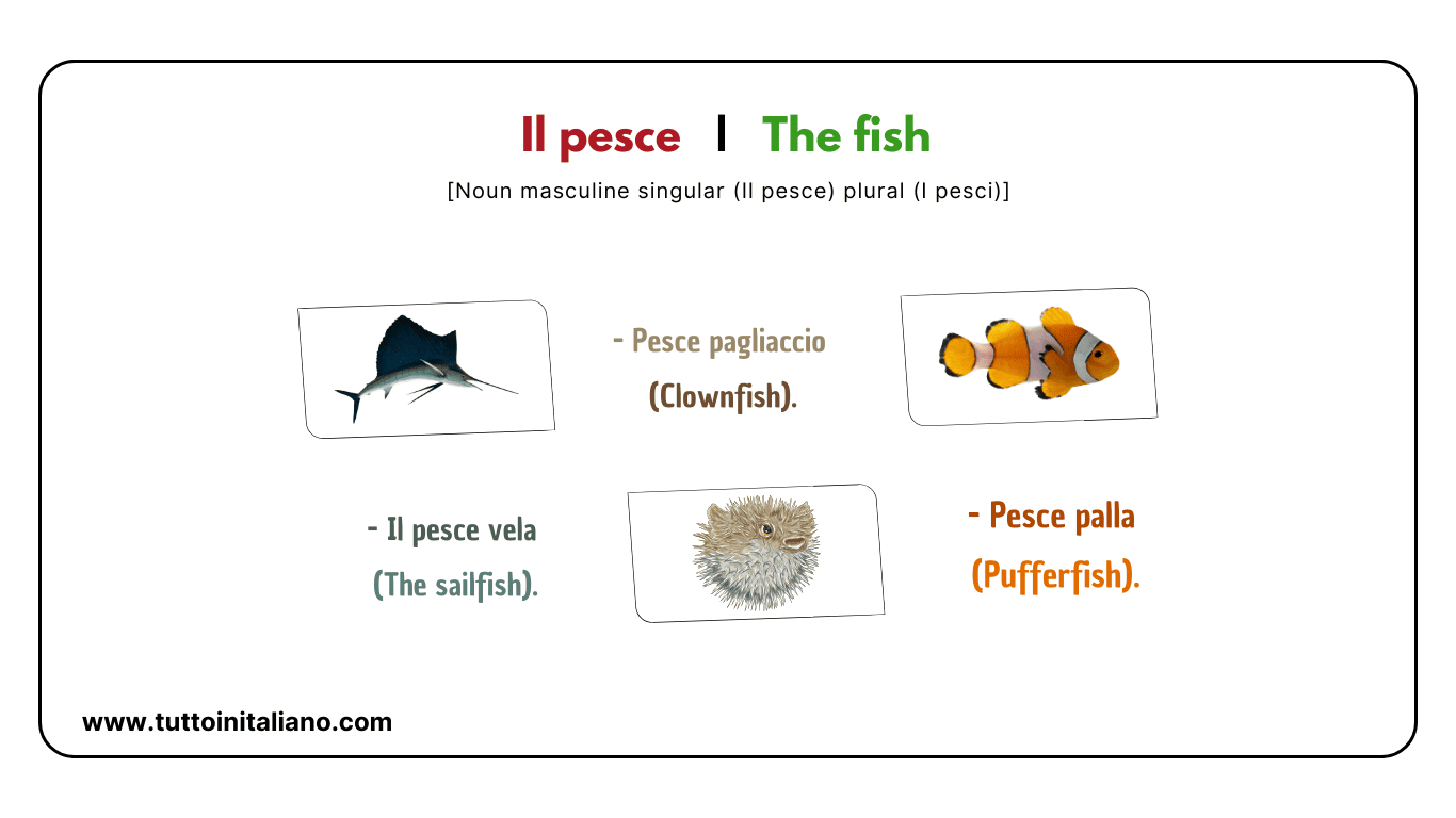 20+ Easy names of Sea Animals in Italian with examples. | tuttoinitaliano