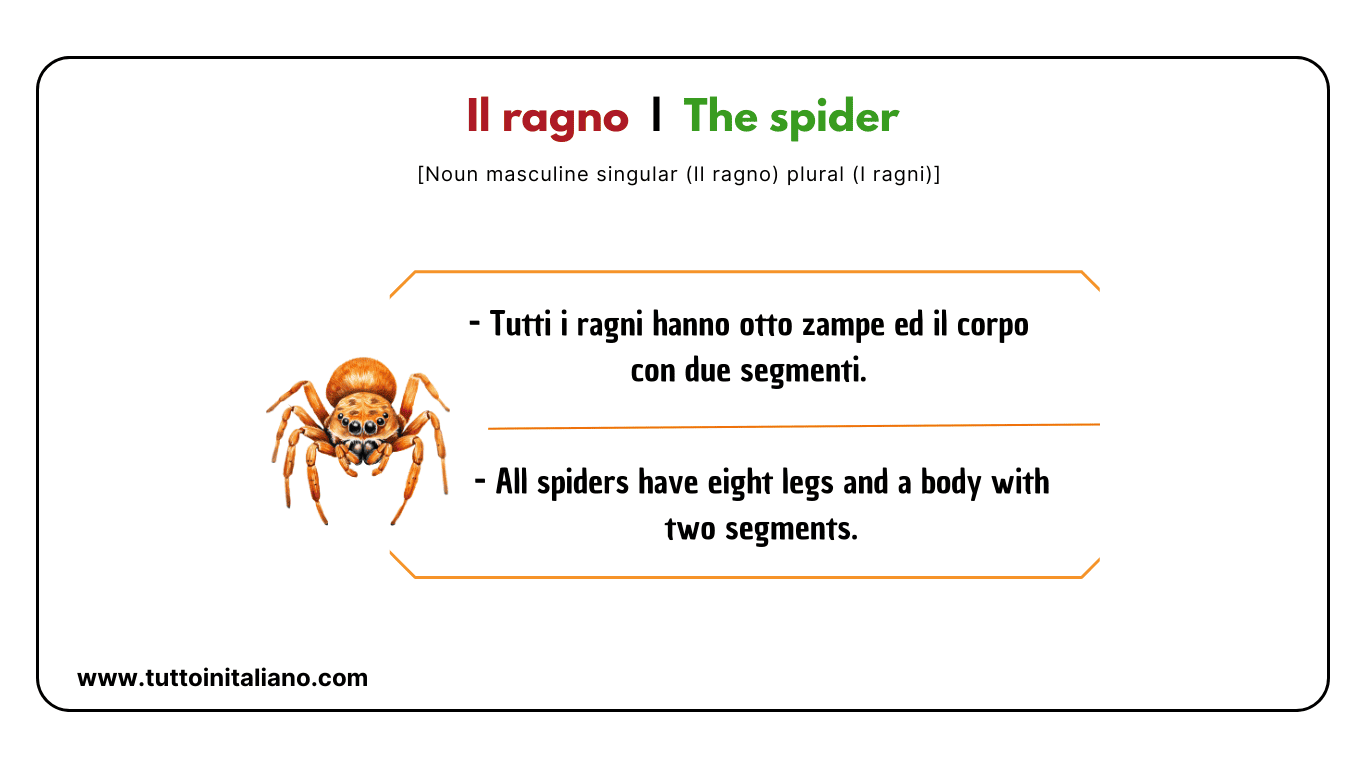 30+ Easy names of Insects in Italian With Examples and Audio ...