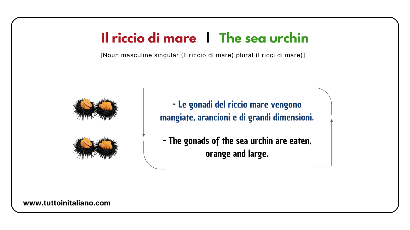 20+ Easy names of Sea Animals in Italian with examples. | tuttoinitaliano