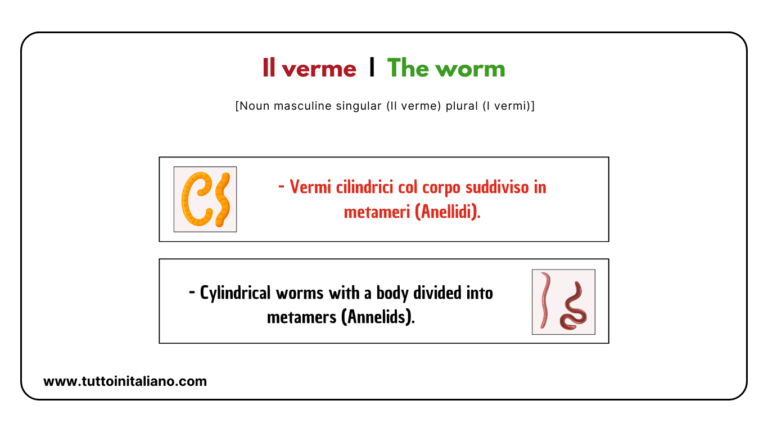 30+ Easy names of Insects in Italian With Examples and Audio ...