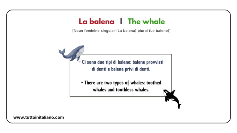 20+ Easy names of Sea Animals in Italian with examples. | tuttoinitaliano
