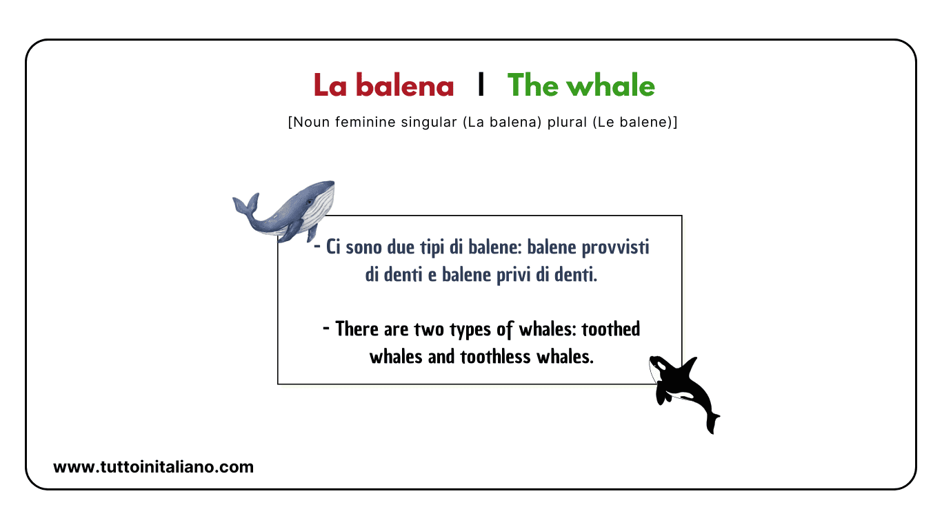 20+ Easy names of Sea Animals in Italian with examples. | tuttoinitaliano