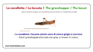30+ Easy names of Insects in Italian With Examples and Audio ...