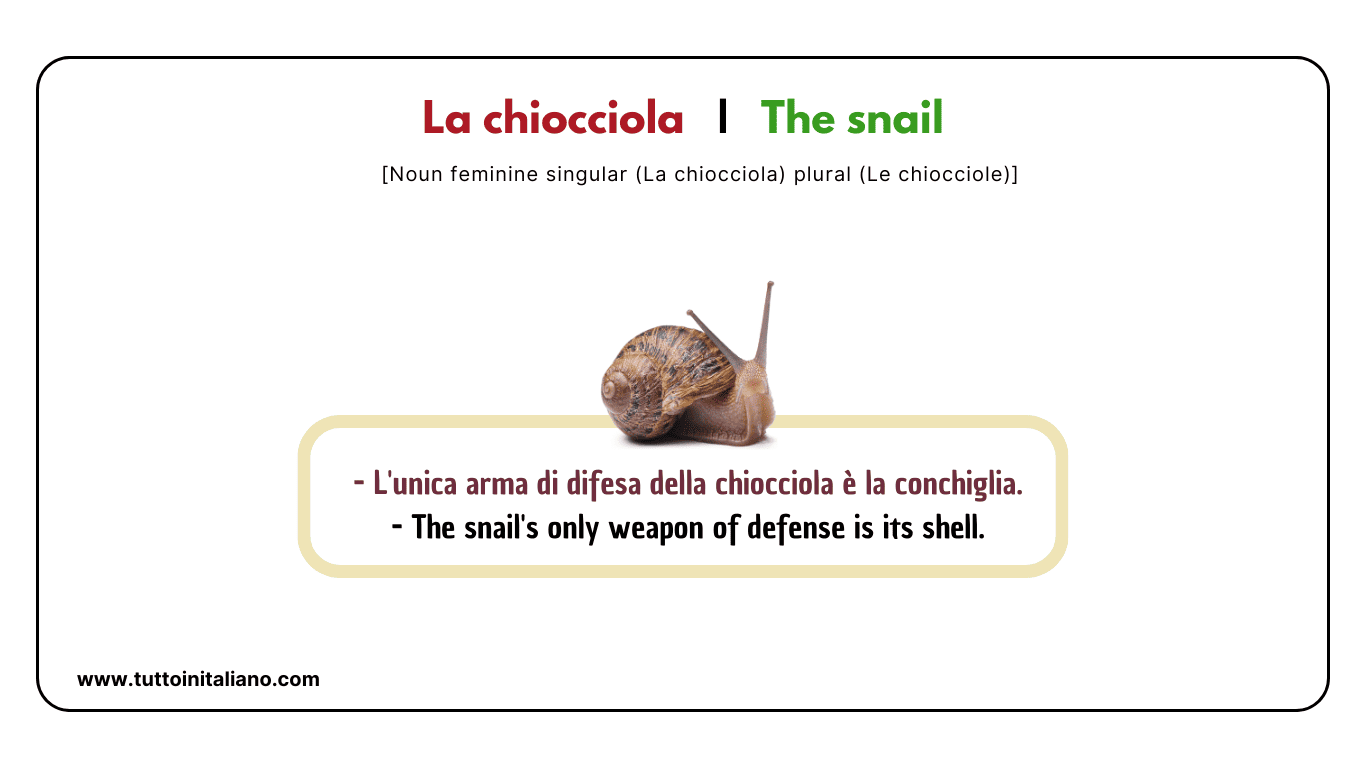 30+ Easy names of Insects in Italian With Examples and Audio ...