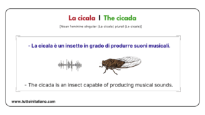 30+ Easy names of Insects in Italian With Examples and Audio ...