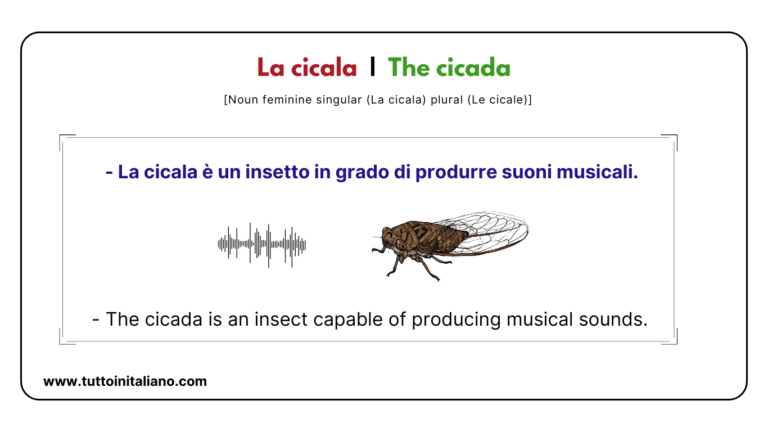 30+ Easy names of Insects in Italian With Examples and Audio ...