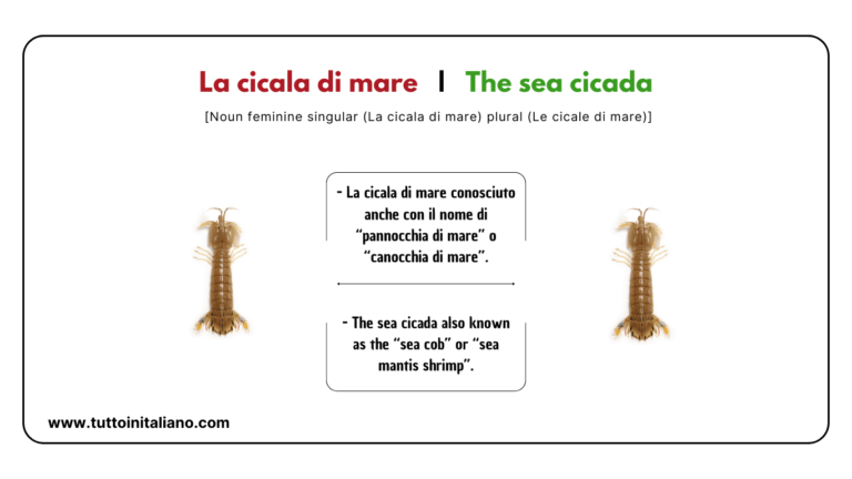 20+ Easy names of Sea Animals in Italian with examples. | tuttoinitaliano
