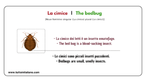 30+ Easy names of Insects in Italian With Examples and Audio ...