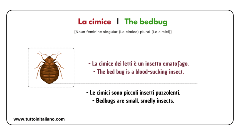 30+ Easy names of Insects in Italian With Examples and Audio ...