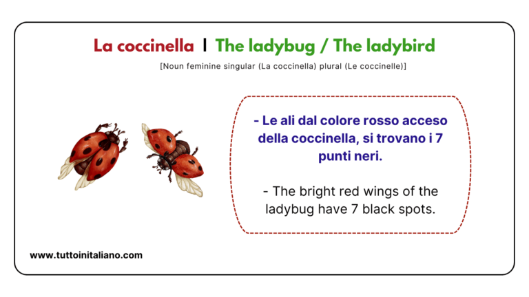 30+ Easy names of Insects in Italian With Examples and Audio ...