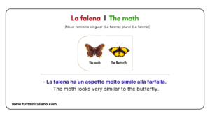30+ Easy names of Insects in Italian With Examples and Audio ...