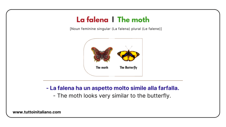 30+ Easy names of Insects in Italian With Examples and Audio ...