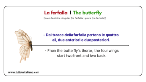 30+ Easy names of Insects in Italian With Examples and Audio ...
